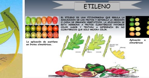 GARDEN ADENIUMS: ETILENO