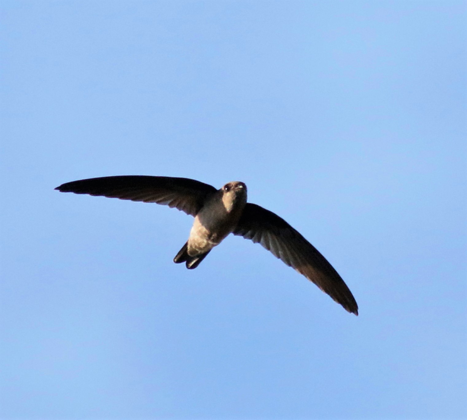 Ron-Nature-Adventures: Identification of Swiftlets and Swallows (PART 1)