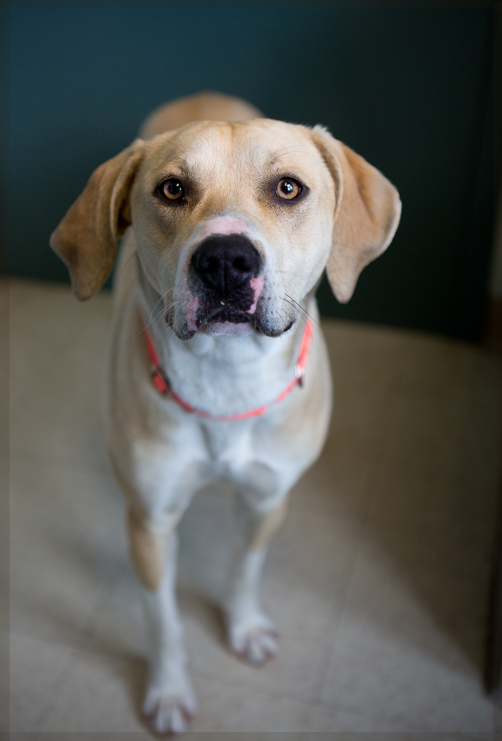 Pitbull Yellow Lab Mix