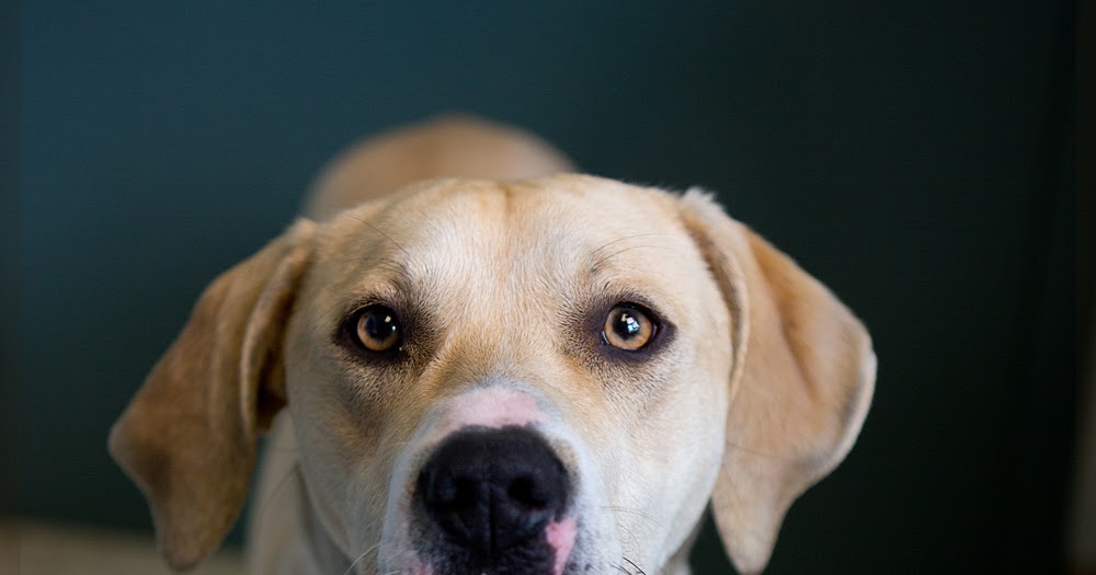 Shelter Dogs of Portland: "PEARL" pretty Yellow Lab mix