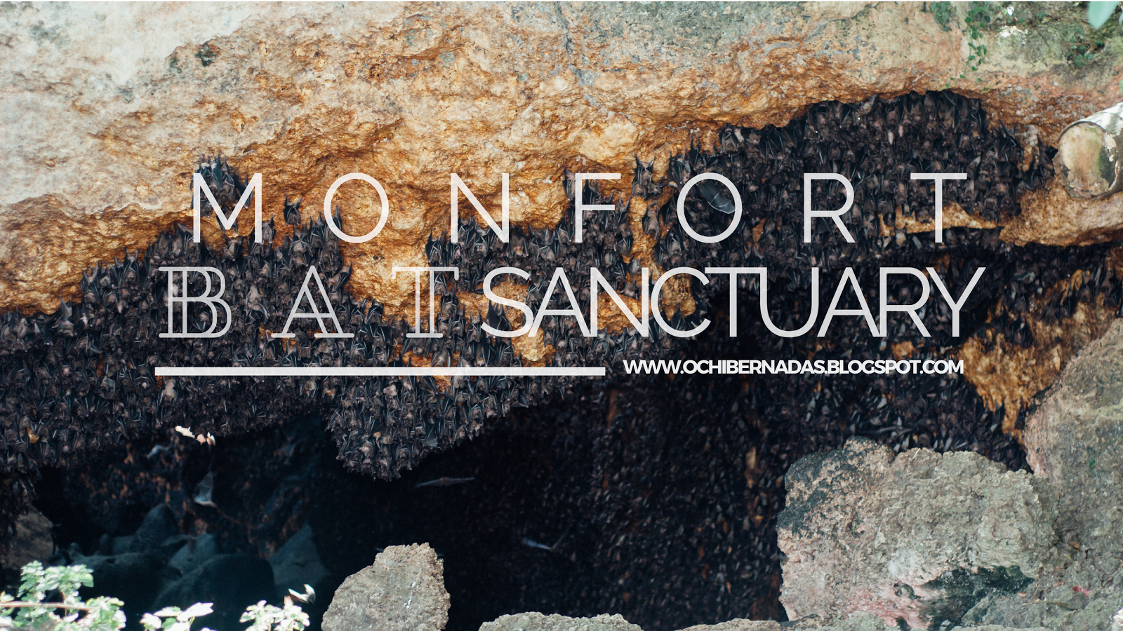 Discover Davao : Monfort Bat Sanctuary - Ochi In The City