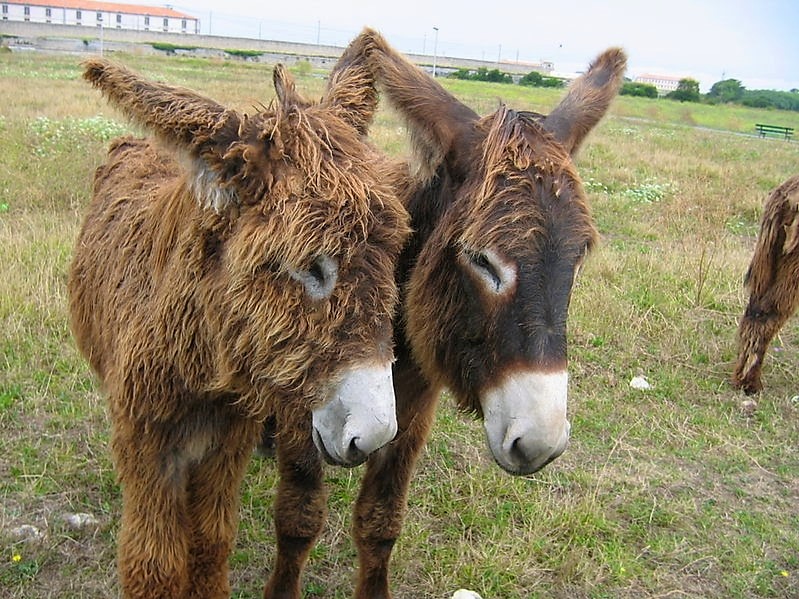 Fieggentrio: Bescheidenheid siert de ezel