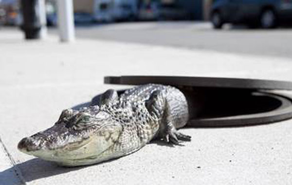 Lendas do Mundo: Sewer Gators