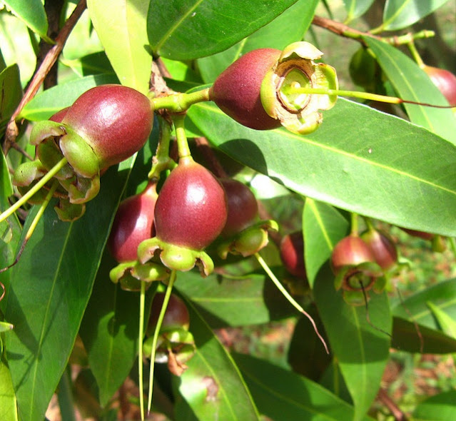 Jambo - Syzygium jambos