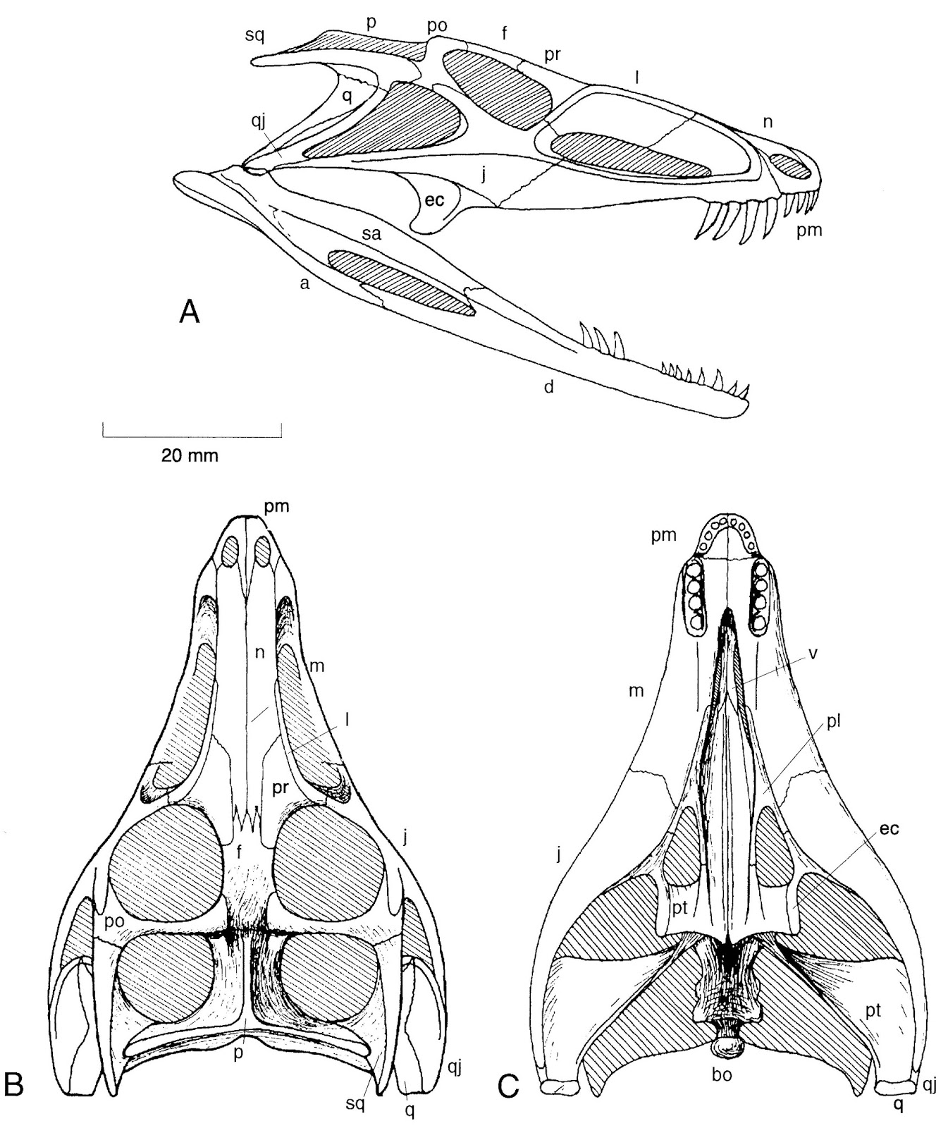 Waxing Paleontological: Adorable Triassic Pseudosuchians