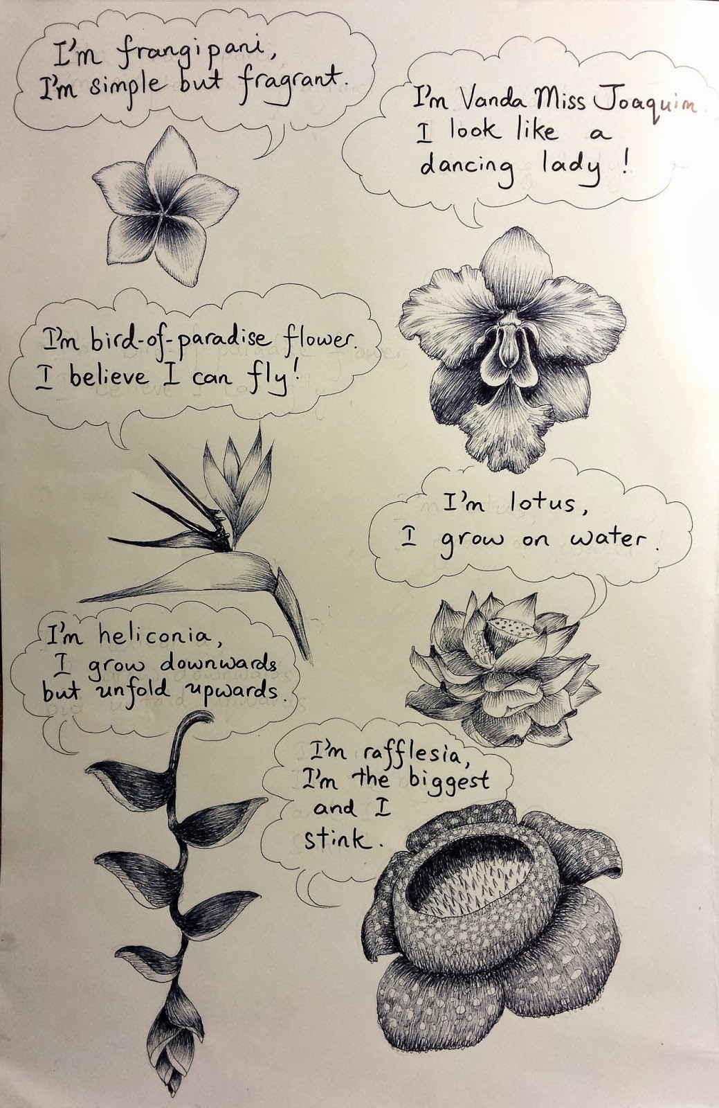 Rafflesia Flower Drawing