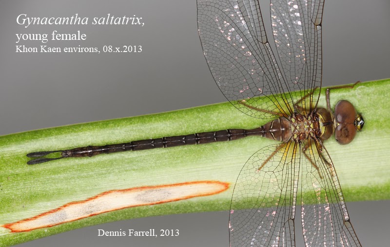 Dragonflies & damselflies of Thailand: 148. Gynacantha saltatrix ...