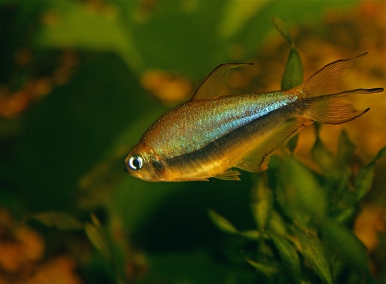 Tetra Fish