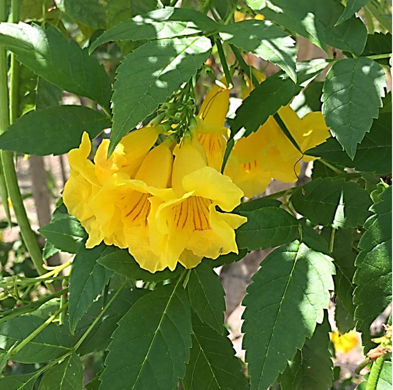 Antiquity Travelers: Bahamian Flowers