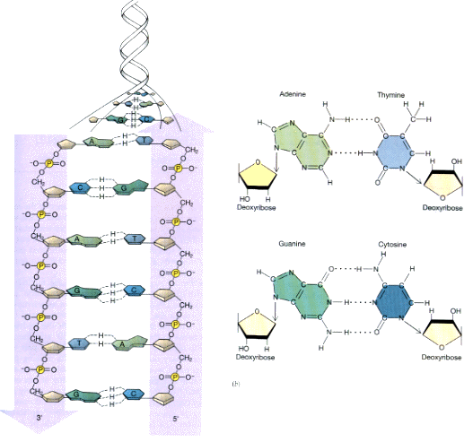 savvy-chemist: Intermolecular Forces (3) Hydrogen Bonding
