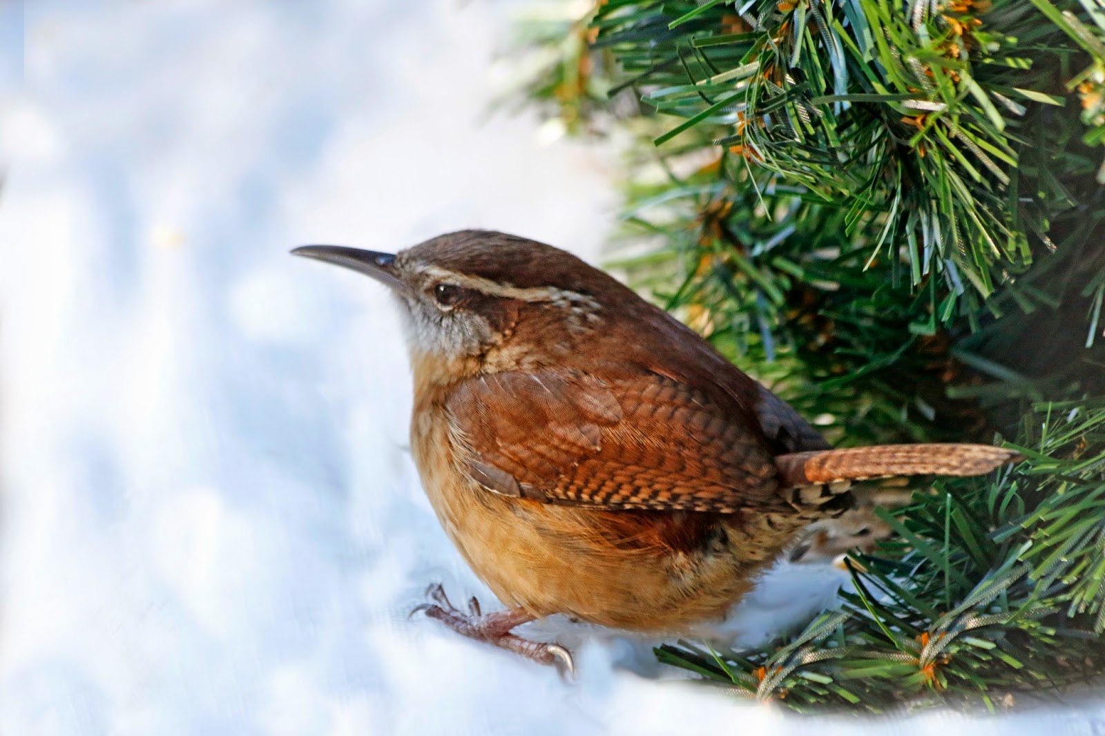 Room Without Walls: Seven Wrens