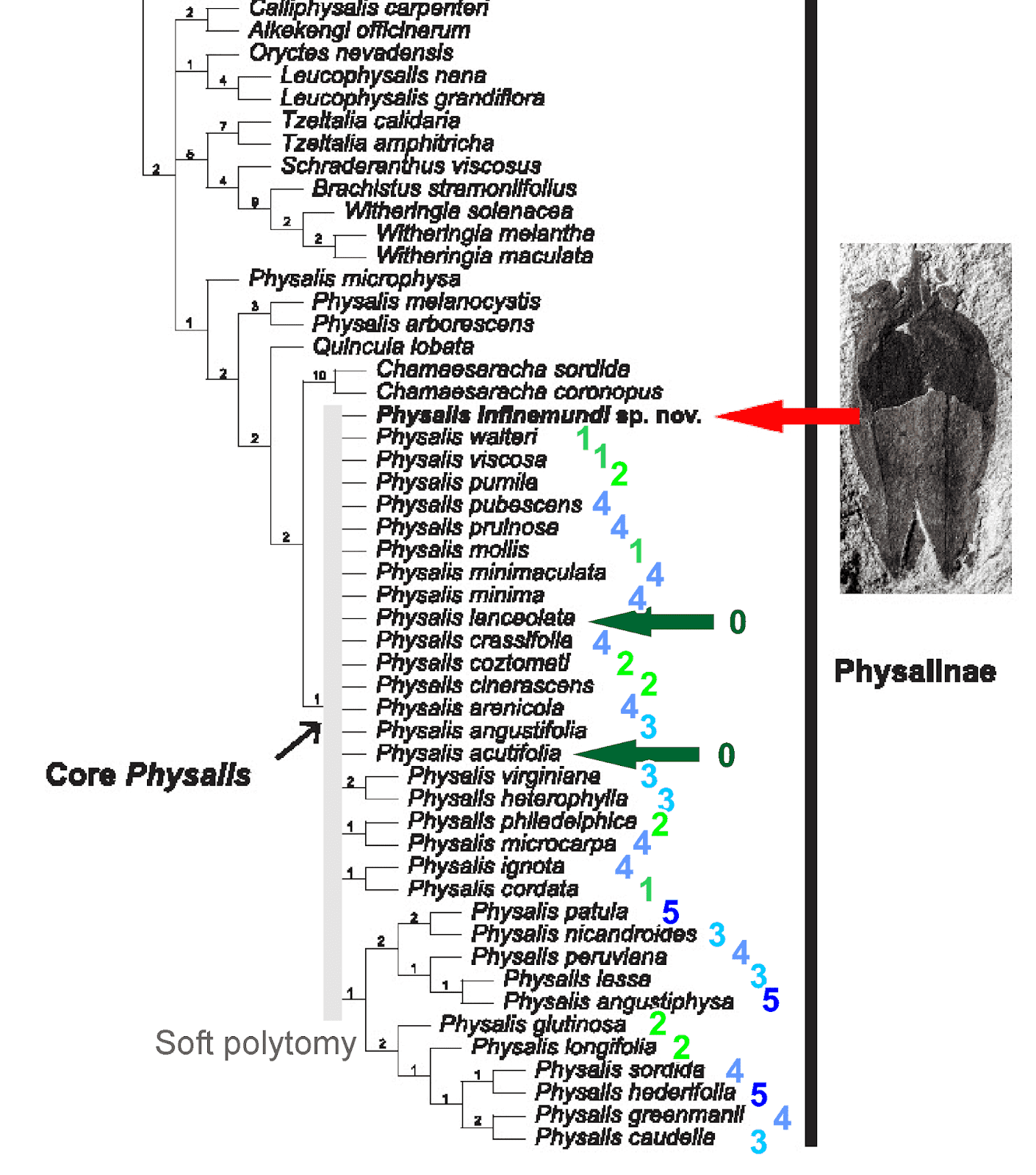 The Genealogical World of Phylogenetic Networks: More on networks for ...