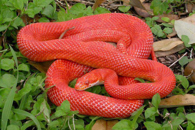 Orángel Guillén y Algunas Interesantes Serpientes.: Orangel Guillén y ...