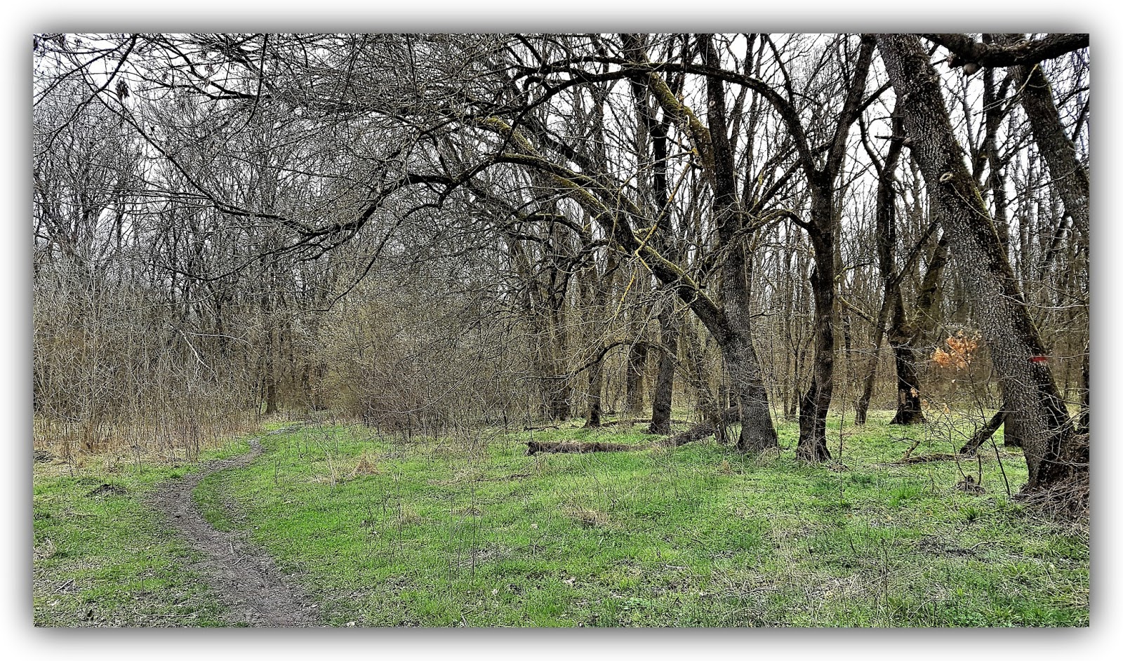 O plimbare prin padure