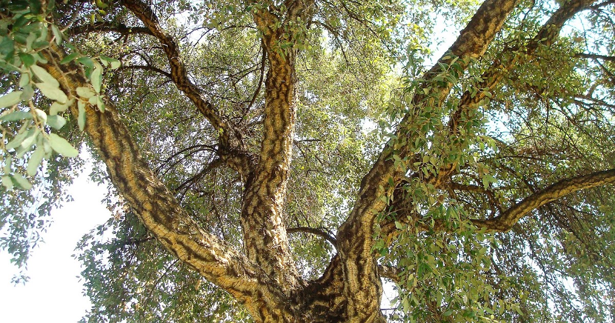 parquealamillo-encinarosa: Quercus suber - Alcornoque / En el Vivero ...