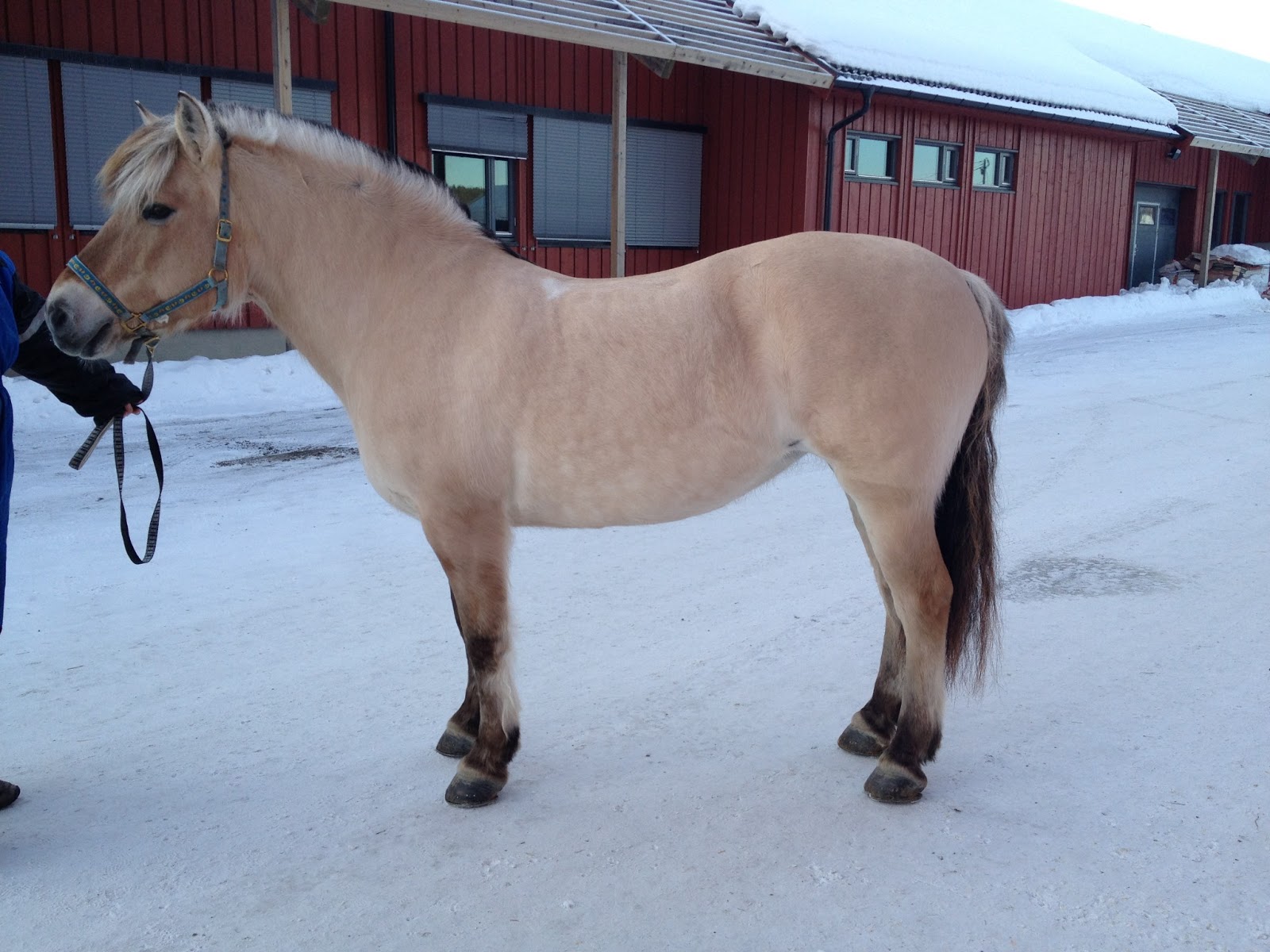 Buskerud videregående skole, Naturbruk og Heste- og hovslagerfaget: Hestene
