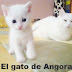 El gato de Angora "Ankara" Orígenes - El gato de angora