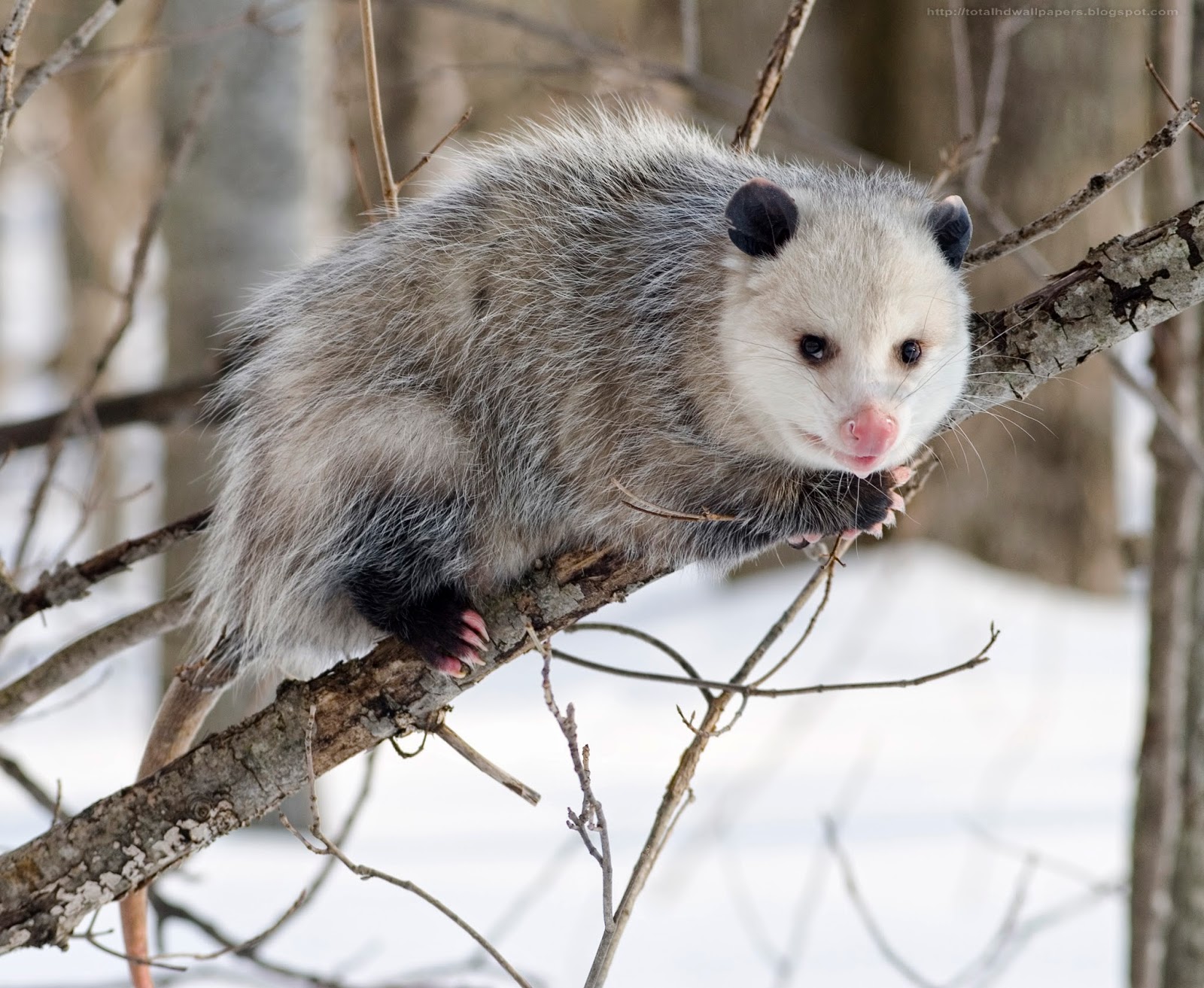 Merican Virginia Opossum HD Wallpapers