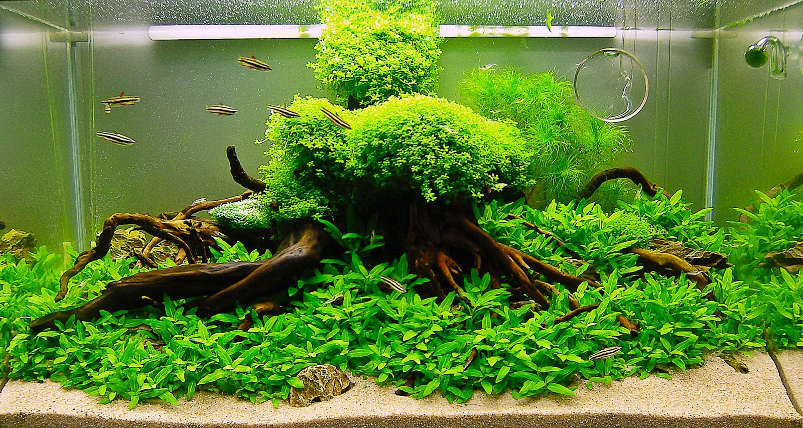 Manfaat Tanaman Air Aquarium