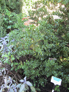 Primitive Physick: Itch and dropsy