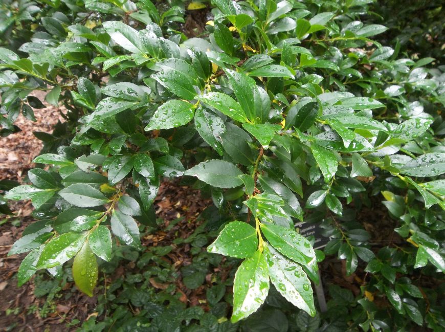 Future Plants by Randy Stewart: Eurya