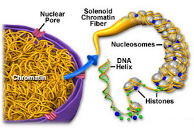 Dna Chromatin In A Plant Cell