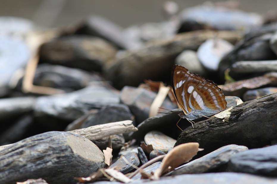 臺灣蝴蝶誌 Butterflies in Taiwan: 雙色帶蛺蝶/台灣單帶蛺蝶(Athyma cama zoroastes)