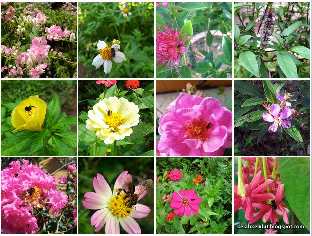 Bunga Kegemaran Kelulut Madu