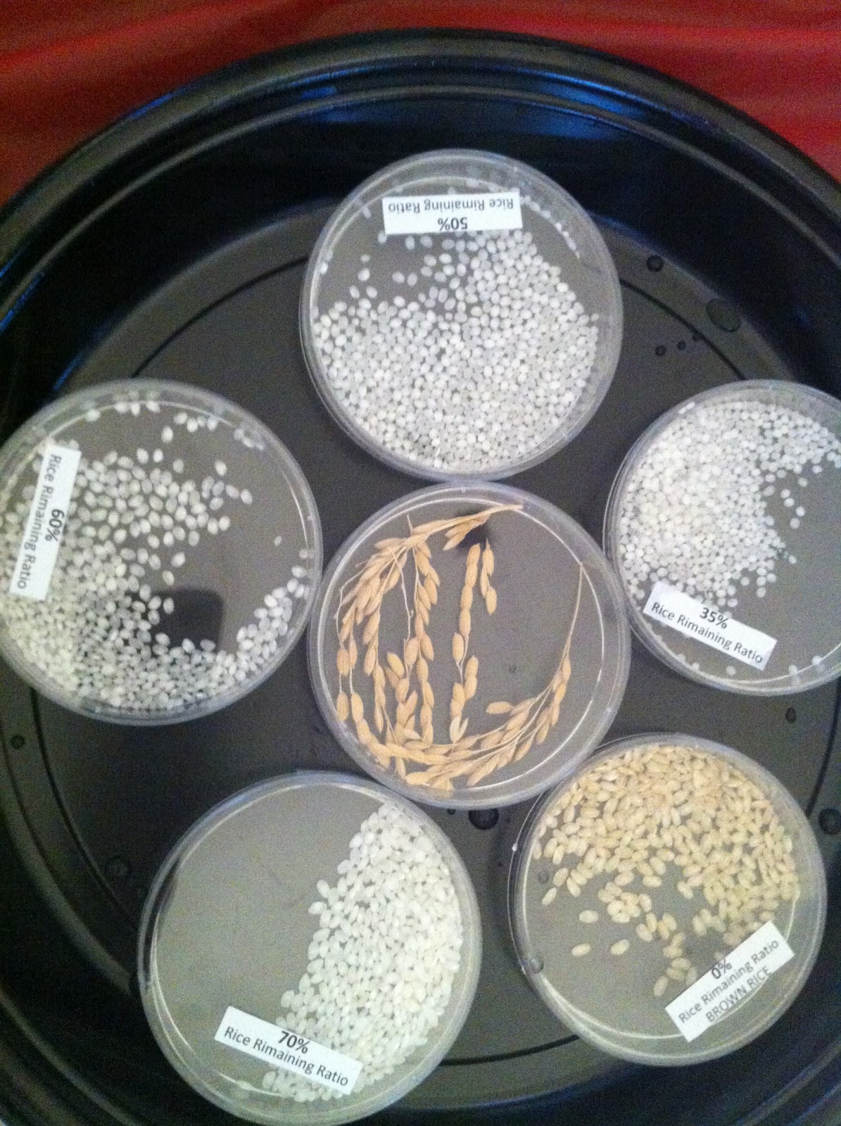 Reba: Reba Toney and a Taste of Little Tokyo, Downtown Los Angeles