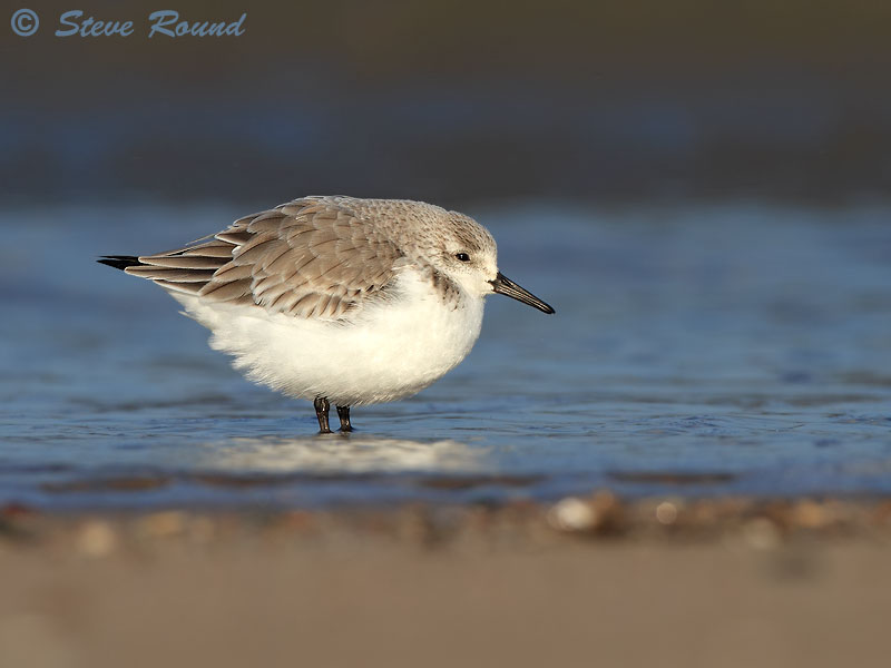 Steve Round Wildlife Photography: Photo of the Day - Sanderling