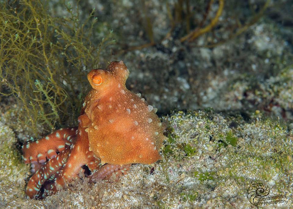 Biodiversity of Cyprus by NGO Protection of the Natural Heritage and ...