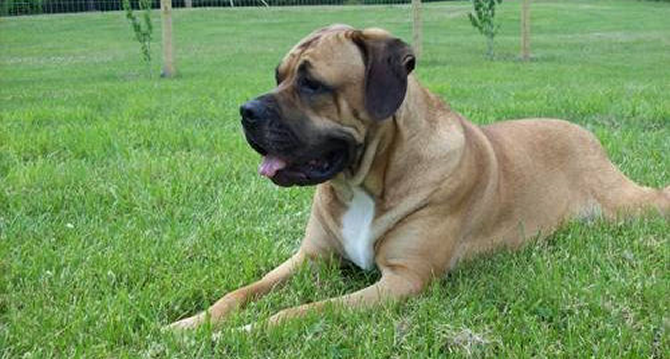 Chalé Dos Bichos: A origem dos cães