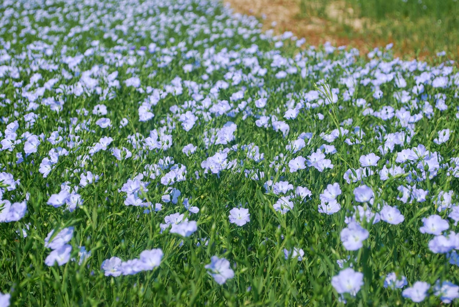 Las semillas de la vida y sus propiedades: Aceite de linaza ...