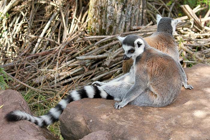 Vu par MamLéa: Maki catta