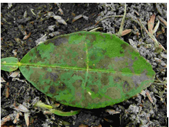 Identificación y control de Capnodium citri, en plantas de Citrus ...