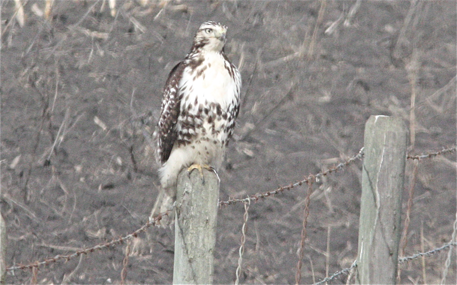 Chris Siddle - Okanagan Birder: Varieties of Red-tailed Hawk Plumage in ...