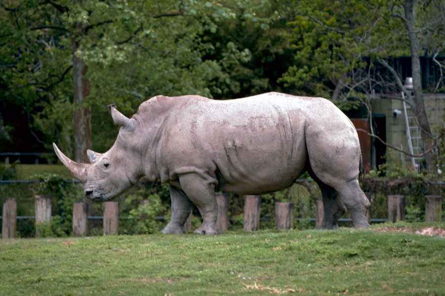 White Rhino | The Biggest Animals Kingdom