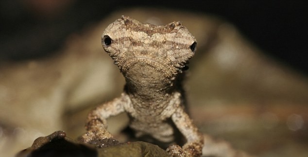 Uno de los reptiles más pequeños del planeta