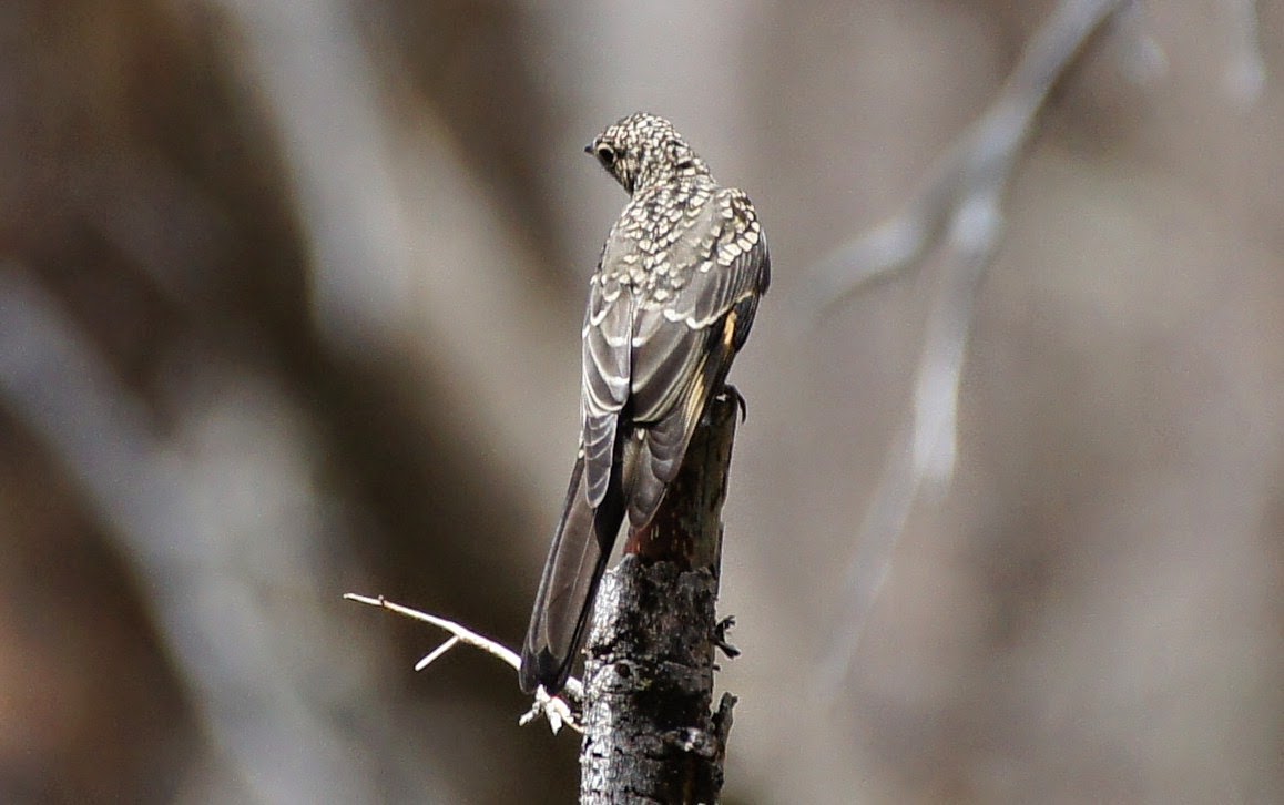 Tommy D's Birding Expeditions: Birding and Conquering the Mount Baldy ...