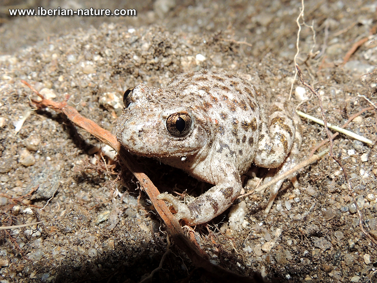 Iberian Nature - Servicio de guías de naturaleza. Birding in ...