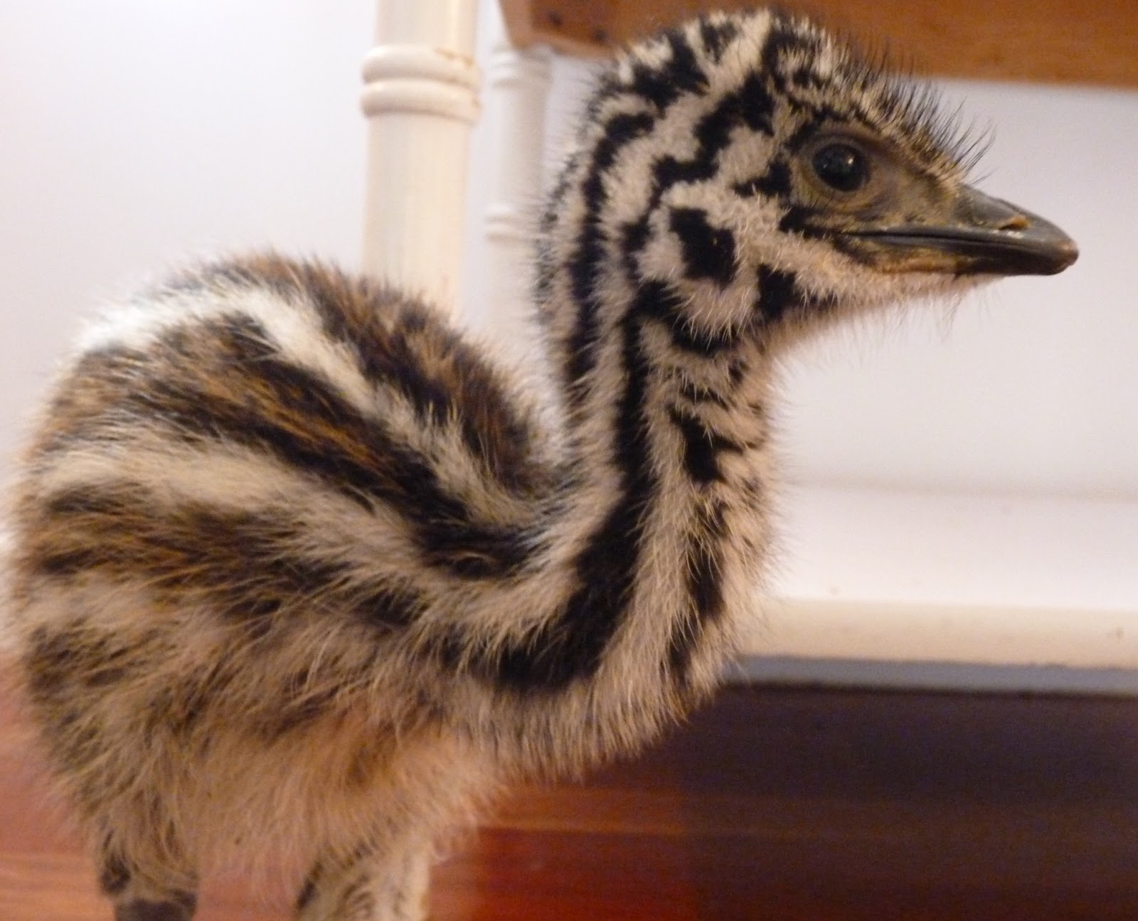 At the Butterfly Ball: The Emu Invasion