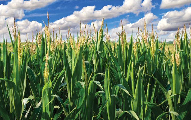 Bijirin Sumber Makanan Dunia; Jagung (Corn) |MyRokan