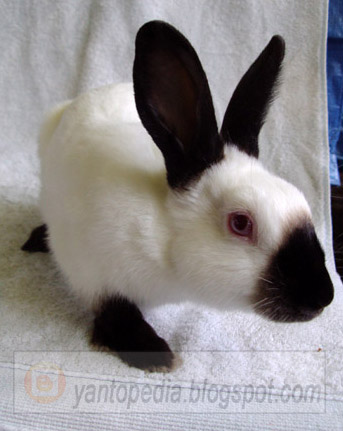Ciri fisik dan karakter kelinci Himalaya | Yantopedia