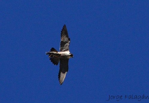 Huellas y Bichos: Halcón peregrino (Falco peregrinus)