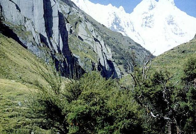 GREEN FOREST: Andean forests