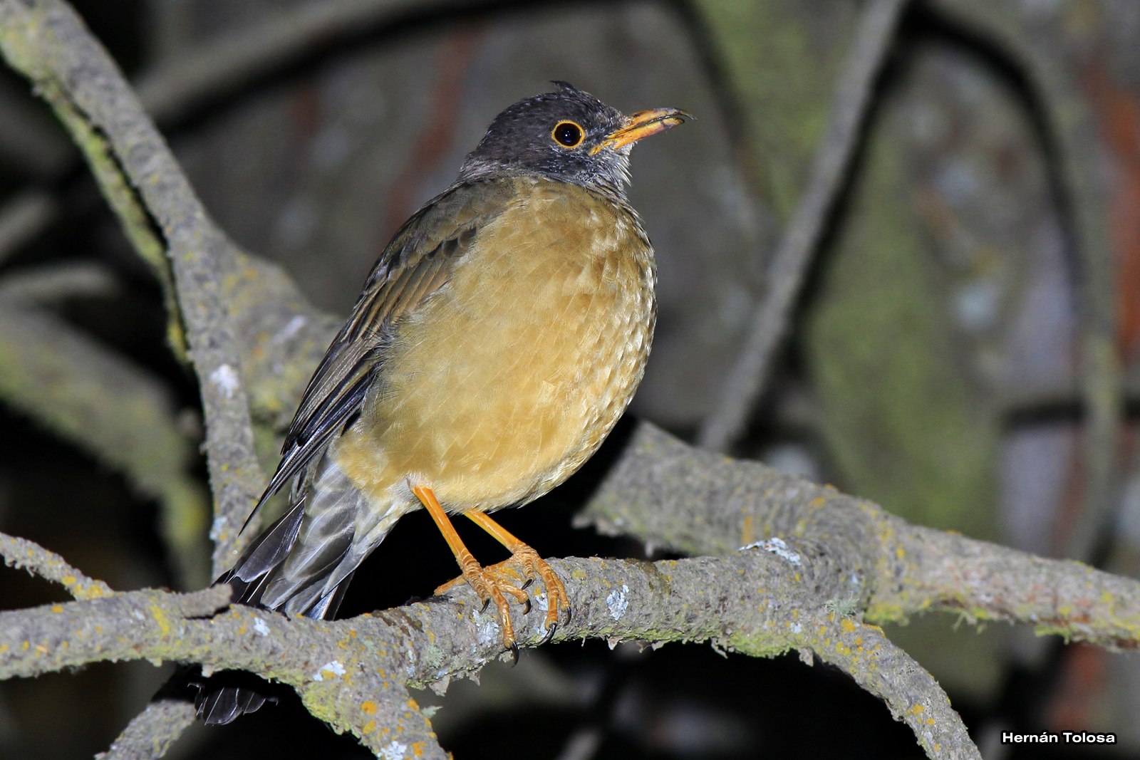 Aves de Argentina: Zorzal patagónico (Turdus falcklandii)