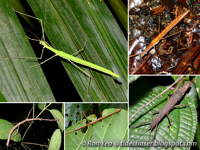 Phasmatodea Diet Tips - silentmaster