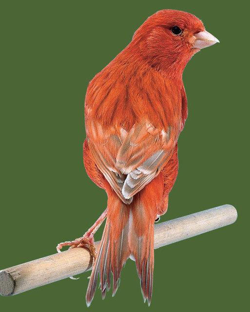 I colori dei canarini