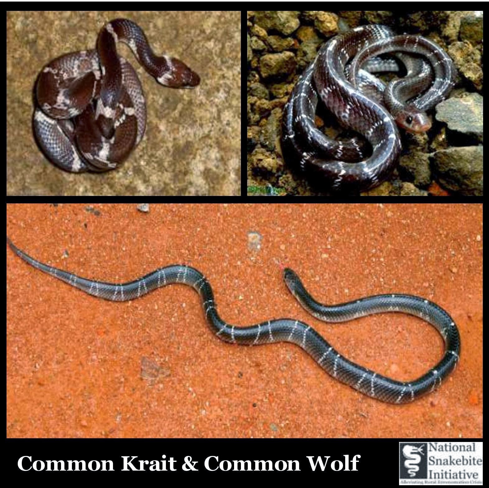 Common Snakes of South India & Information on Snakebites