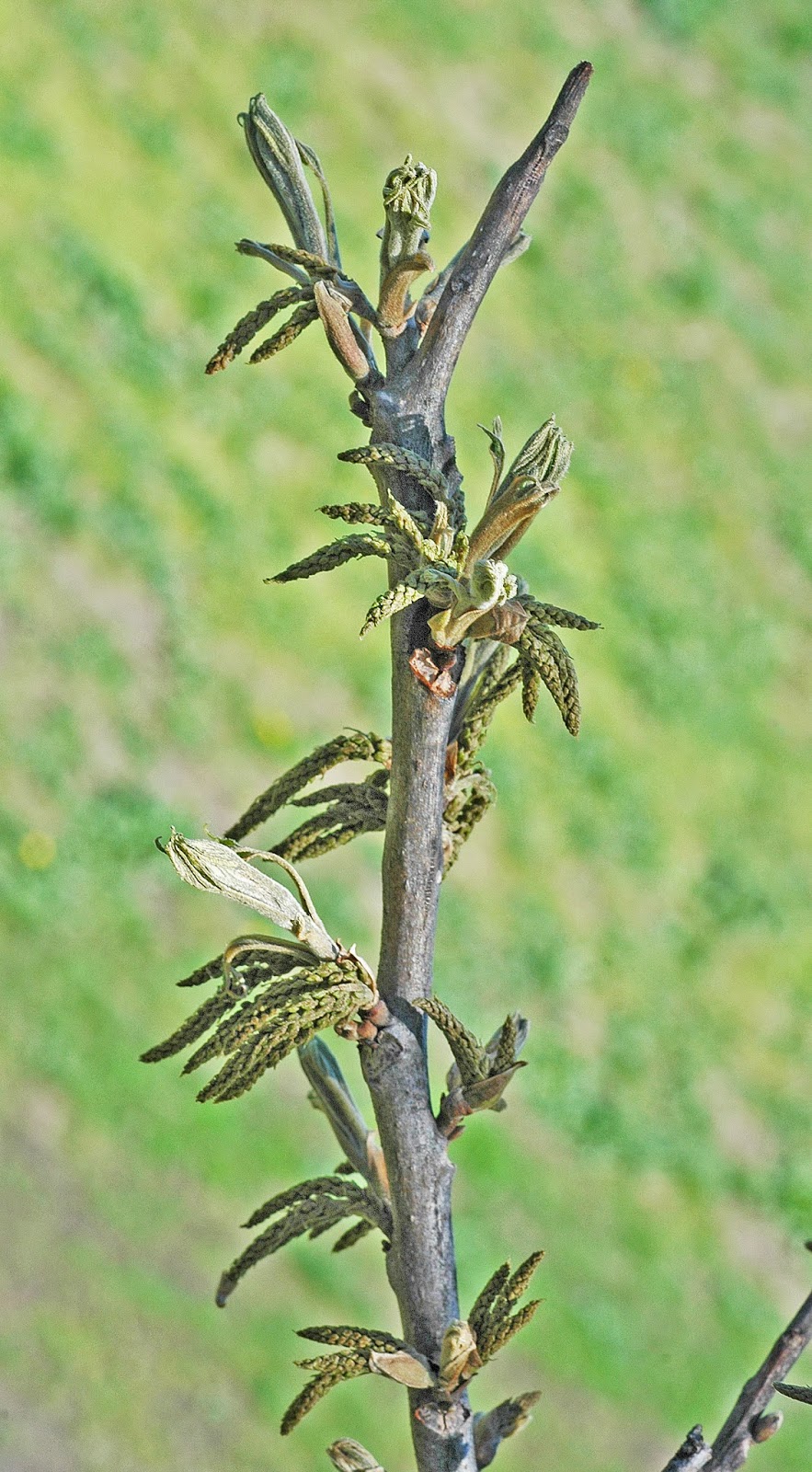 Northern Pecans: Freezing temperatures injure emerging pecan buds